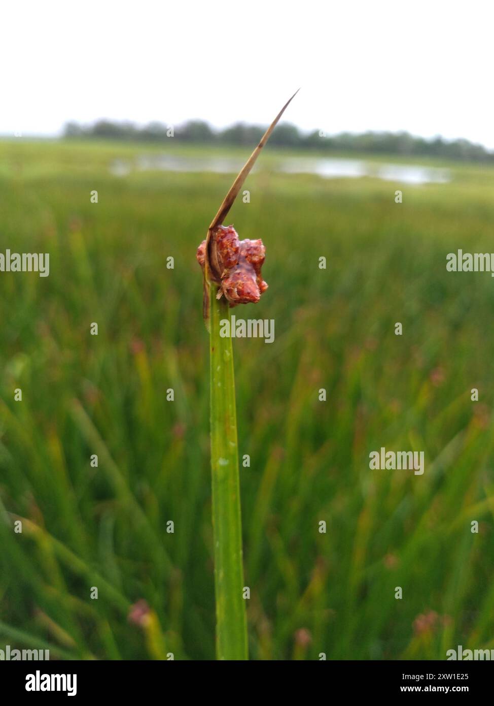 American three-square bulrush (Schoenoplectus americanus) Plantae Stock ...