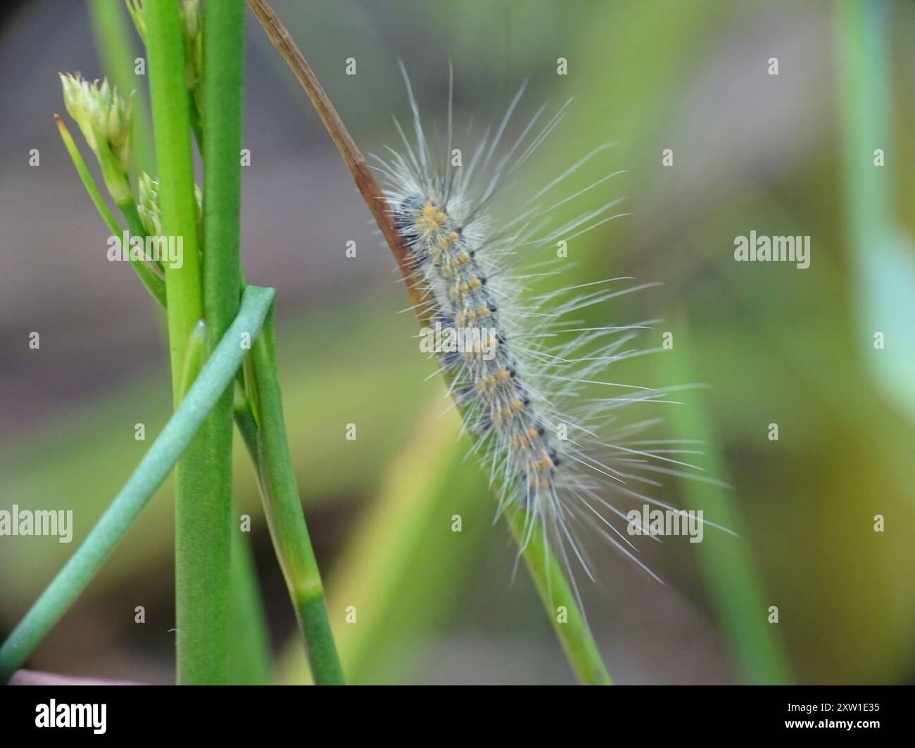 Fall Webworm Moth (Hyphantria cunea) Insecta Stock Photo - Alamy