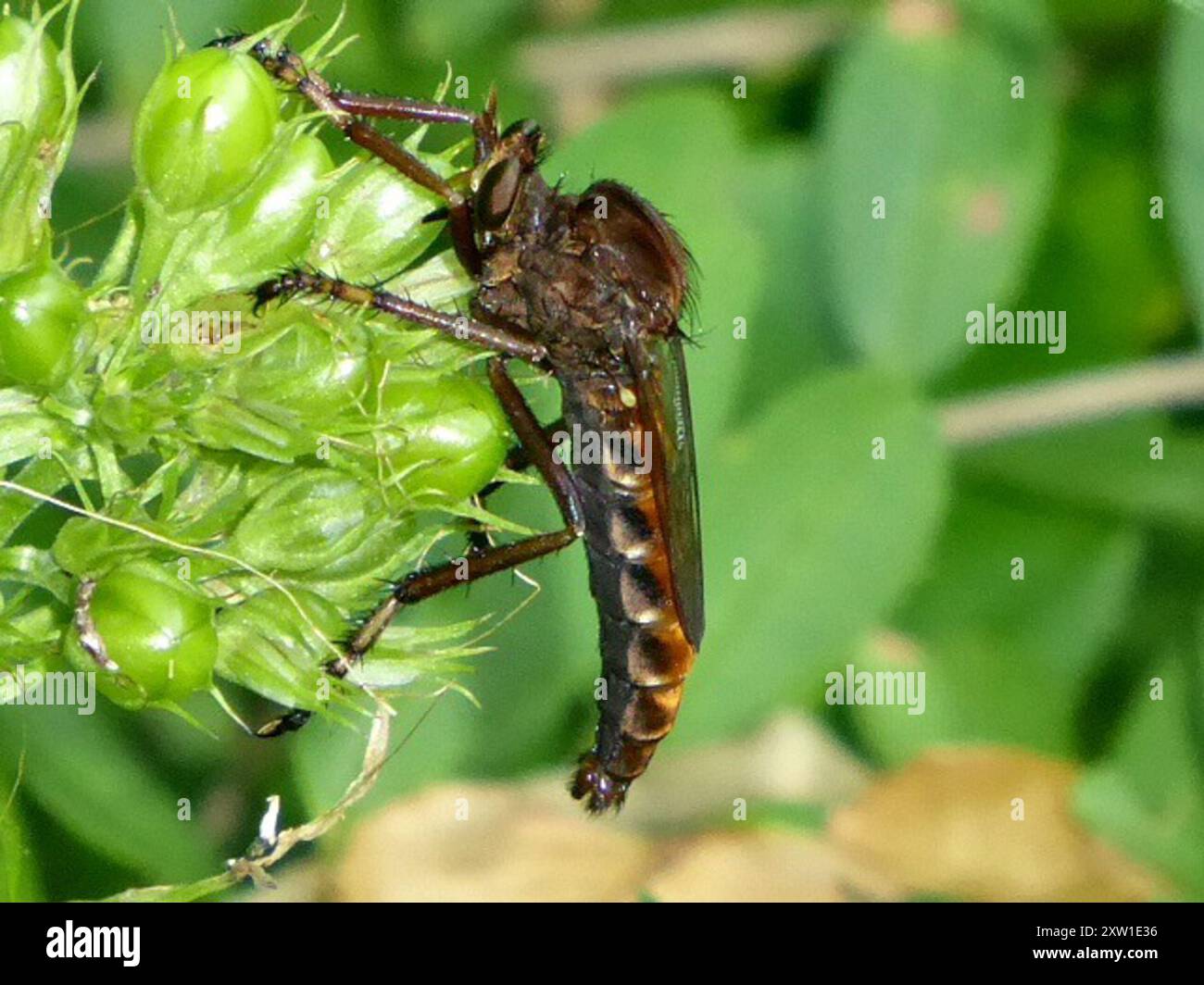 New York Bee Killer (Diogmites basalis) Insecta Stock Photo - Alamy