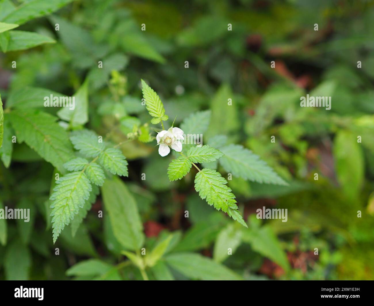 roseleaf bramble (Rubus rosifolius) Plantae Stock Photo - Alamy