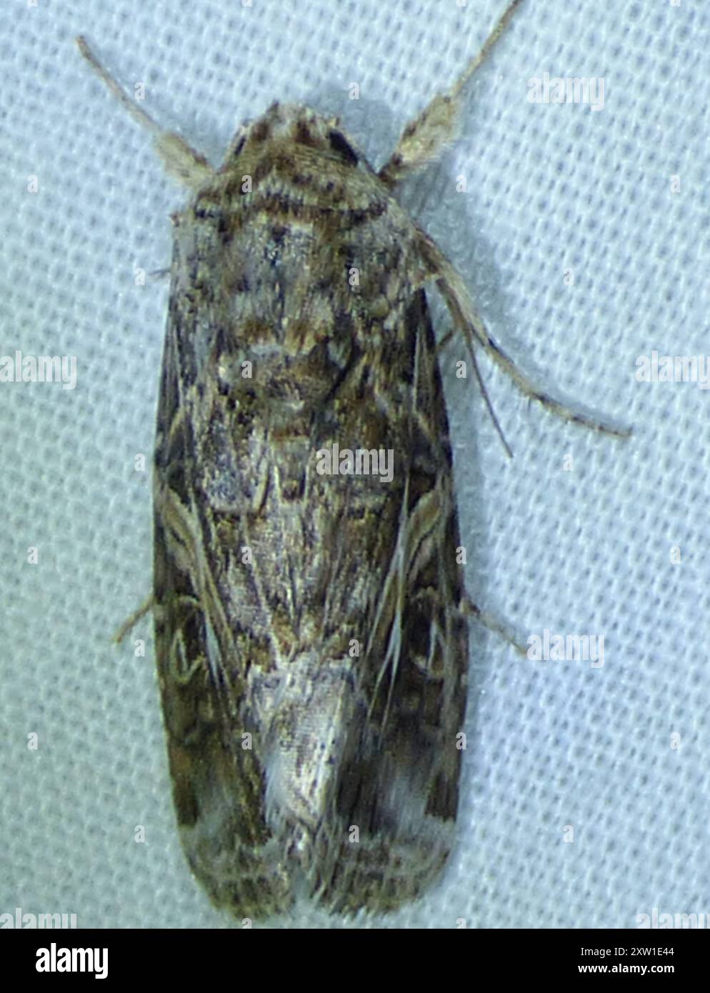 Yellow-striped Armyworm Moth (Spodoptera ornithogalli) Insecta Stock ...
