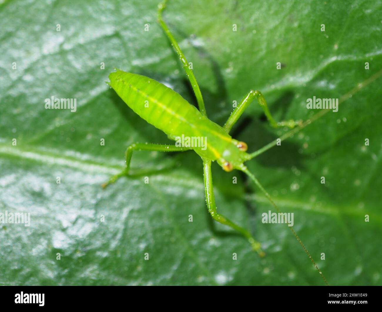 Australian Common Garden Katydid (Caedicia simplex) Insecta Stock Photo ...
