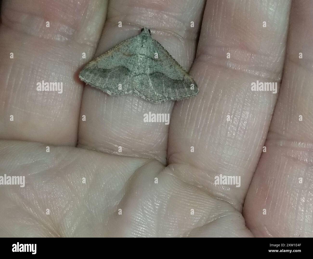 Geometer Moths (Geometridae) Insecta Stock Photo - Alamy