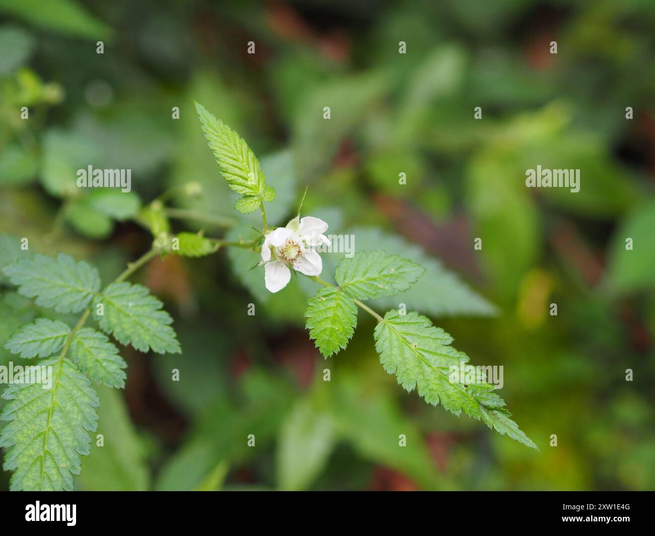 roseleaf bramble (Rubus rosifolius) Plantae Stock Photo - Alamy