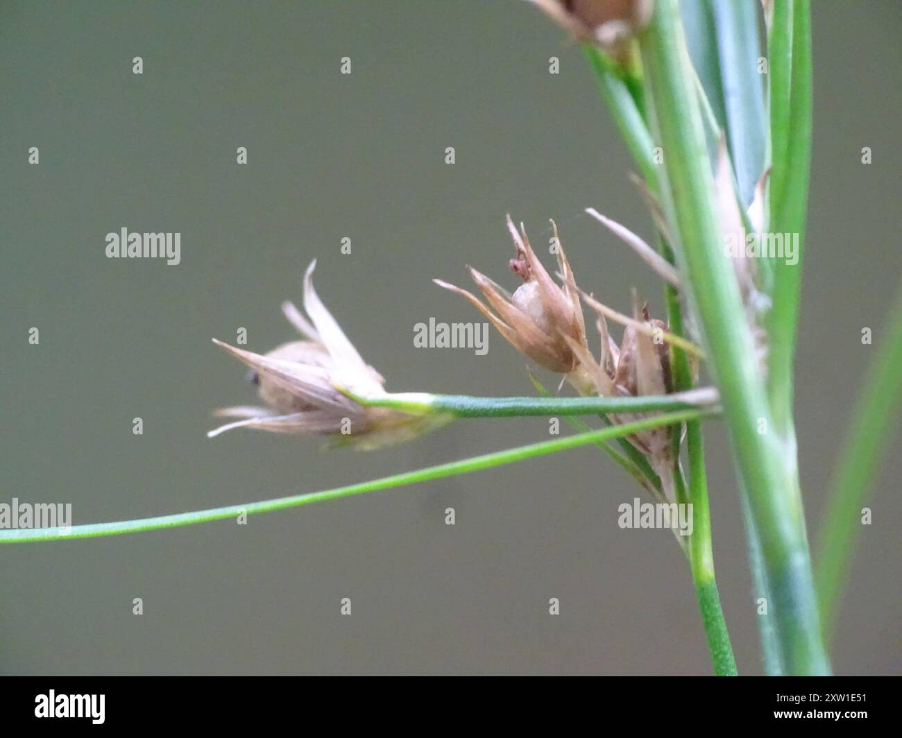 Slender Path Rush (Juncus tenuis) Plantae Stock Photo - Alamy