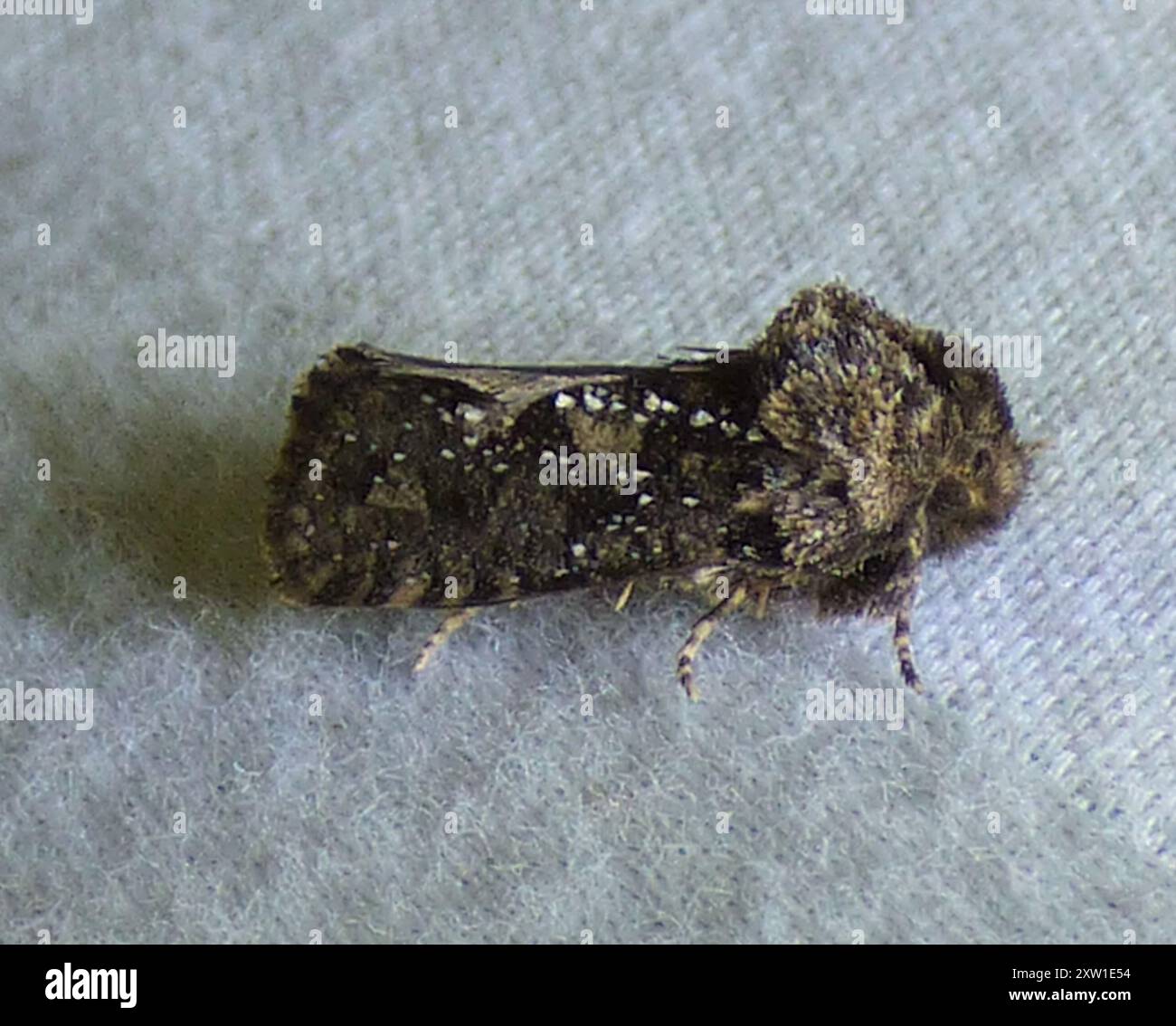 Arcane Grass Tubeworm Moth (Acrolophus arcanella) Insecta Stock Photo ...