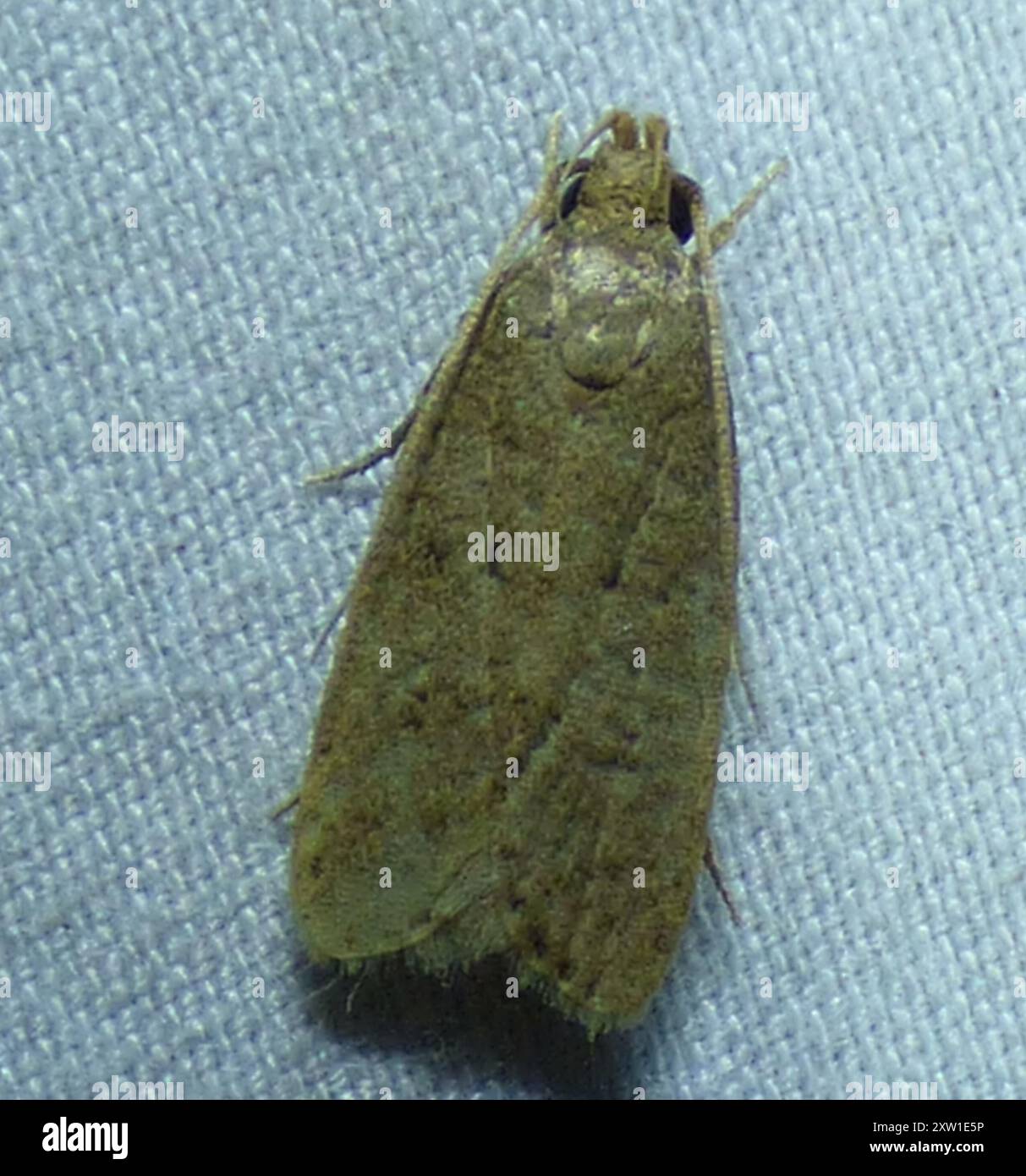 Curved-horn Moths (Gelechioidea) Insecta Stock Photo - Alamy