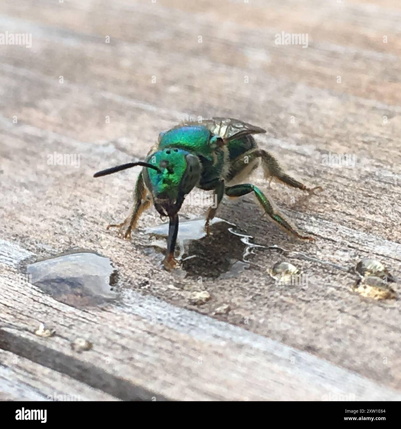 (Augochloropsis viridula) Insecta Stock Photo - Alamy