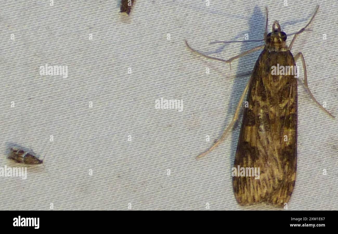 Lucerne Moth (Nomophila nearctica) Insecta Stock Photo - Alamy