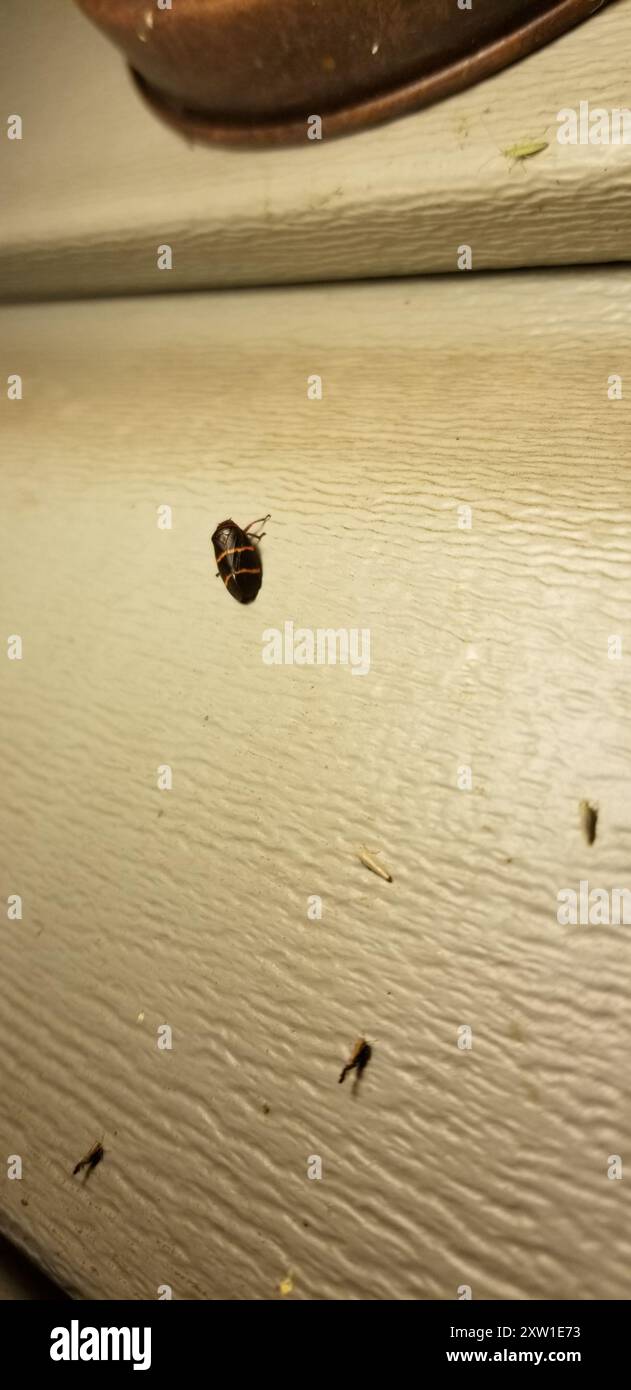 Two-lined Spittlebug (Prosapia bicincta) Insecta Stock Photo - Alamy