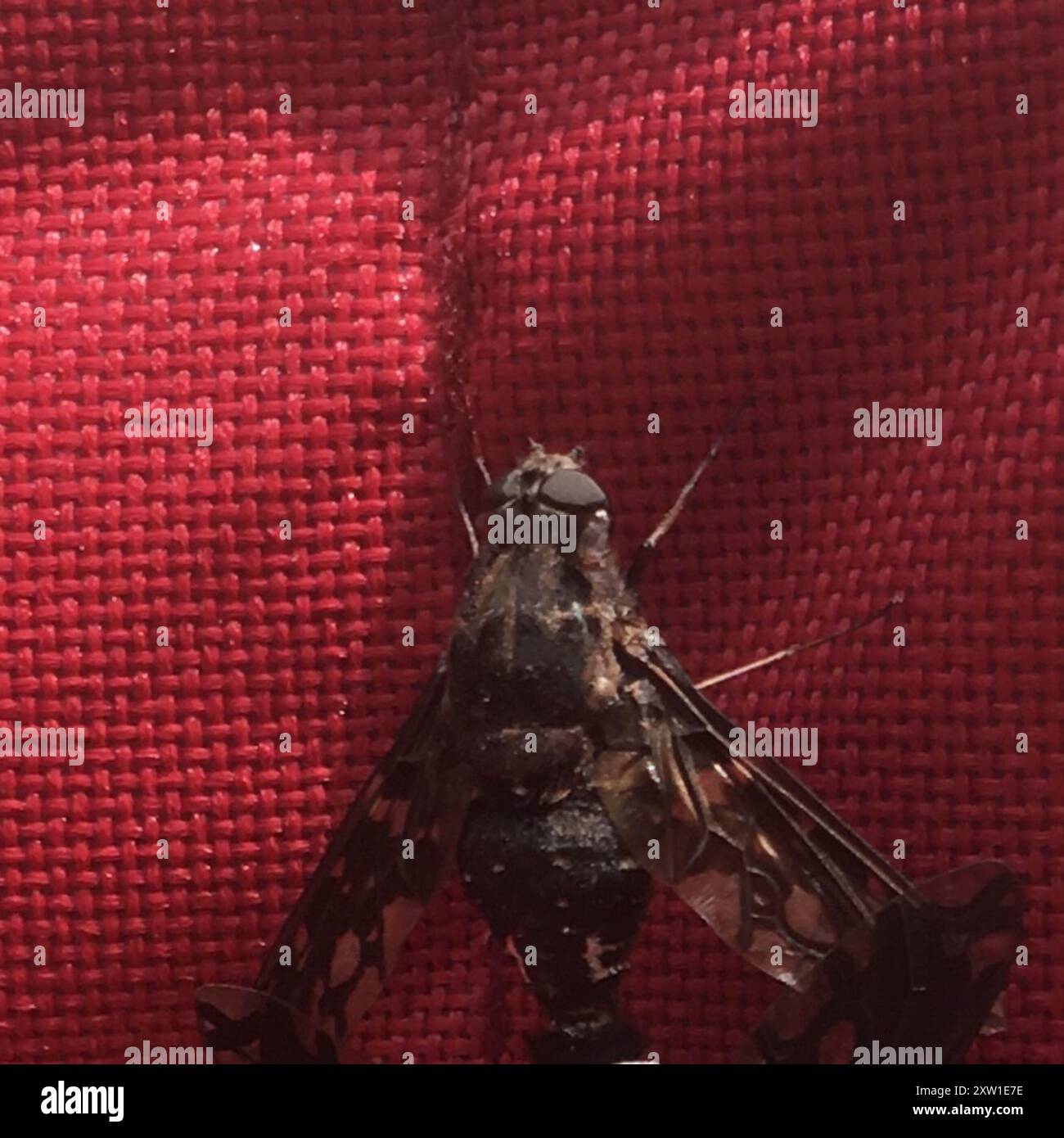 Tiger Bee Fly (Xenox tigrinus) Insecta Stock Photo - Alamy