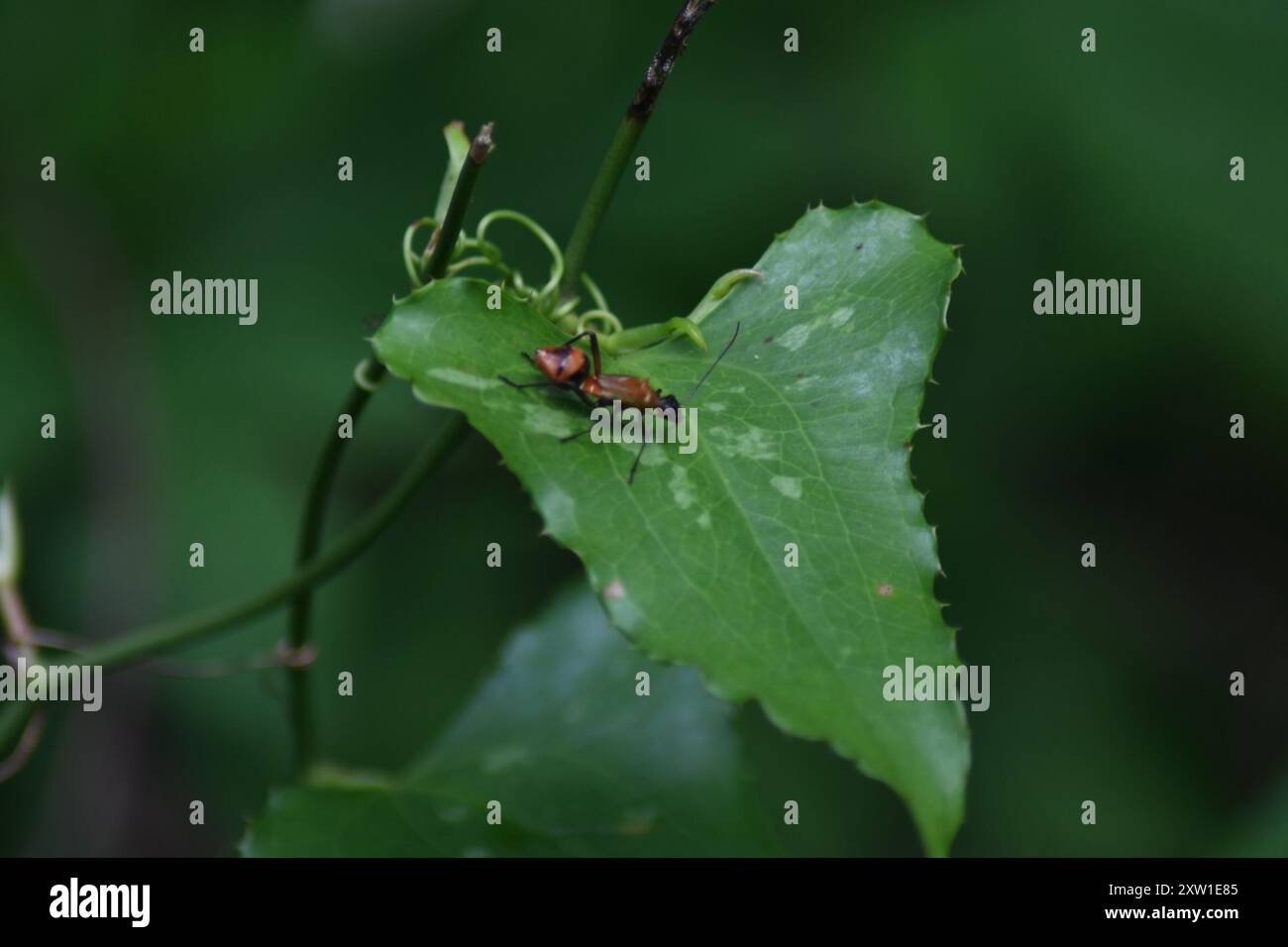Texas Bow-legged Bug (Hyalymenus tarsatus) Insecta Stock Photo - Alamy