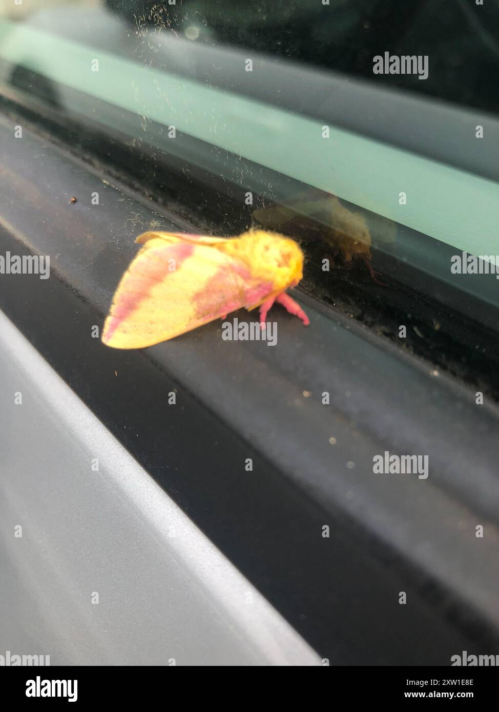 Rosy Maple Moth (Dryocampa rubicunda) Insecta Stock Photo - Alamy