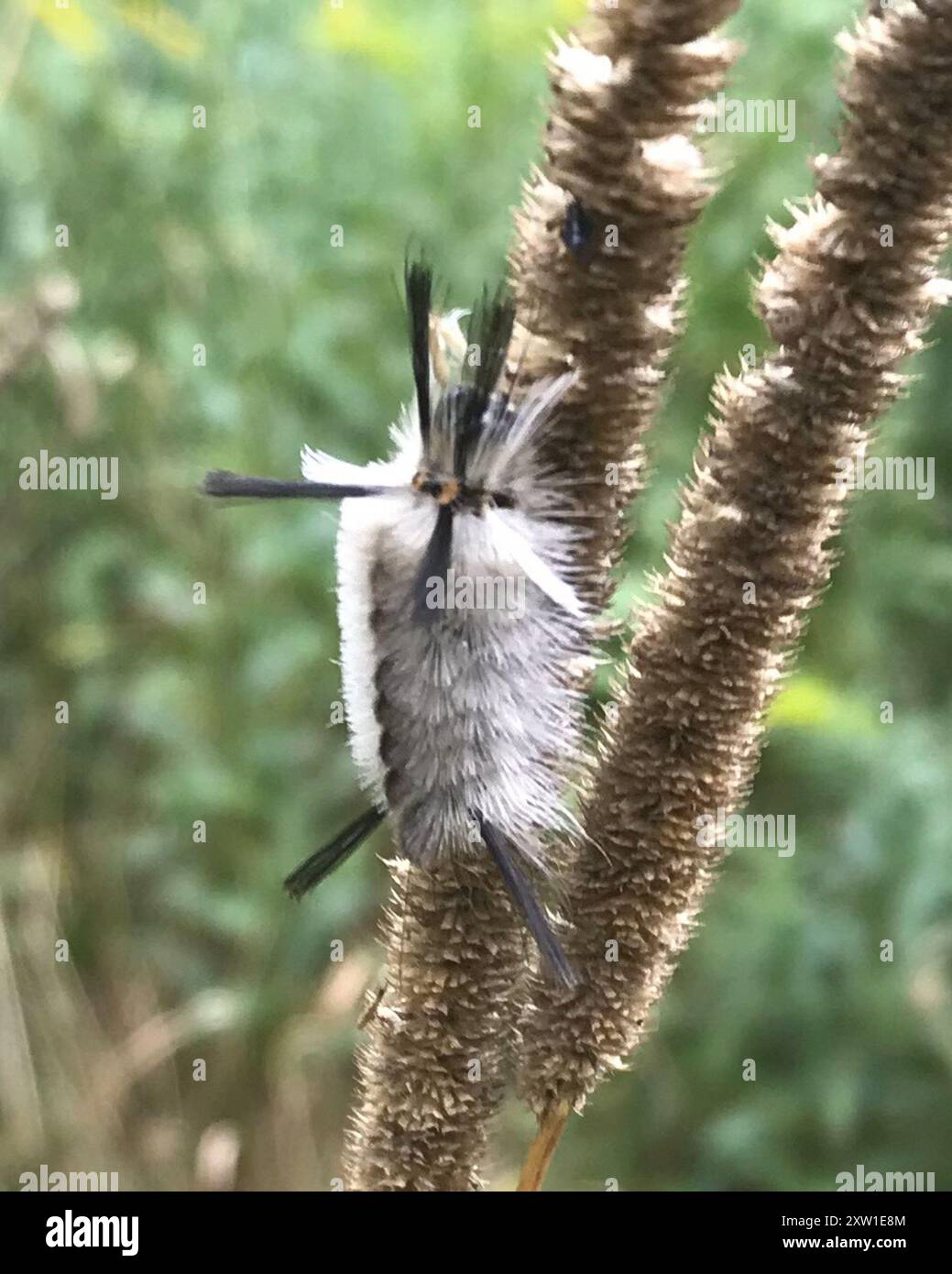 Banded Tussock Moth (Halysidota tessellaris) Insecta Stock Photo - Alamy