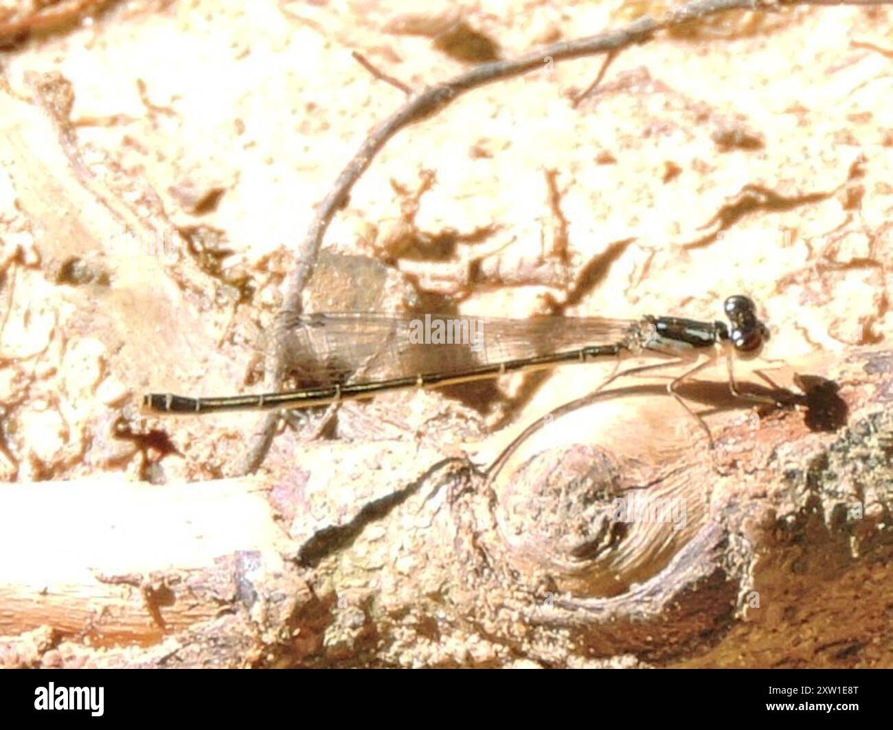 Fragile Forktail (Ischnura posita) Insecta Stock Photo - Alamy