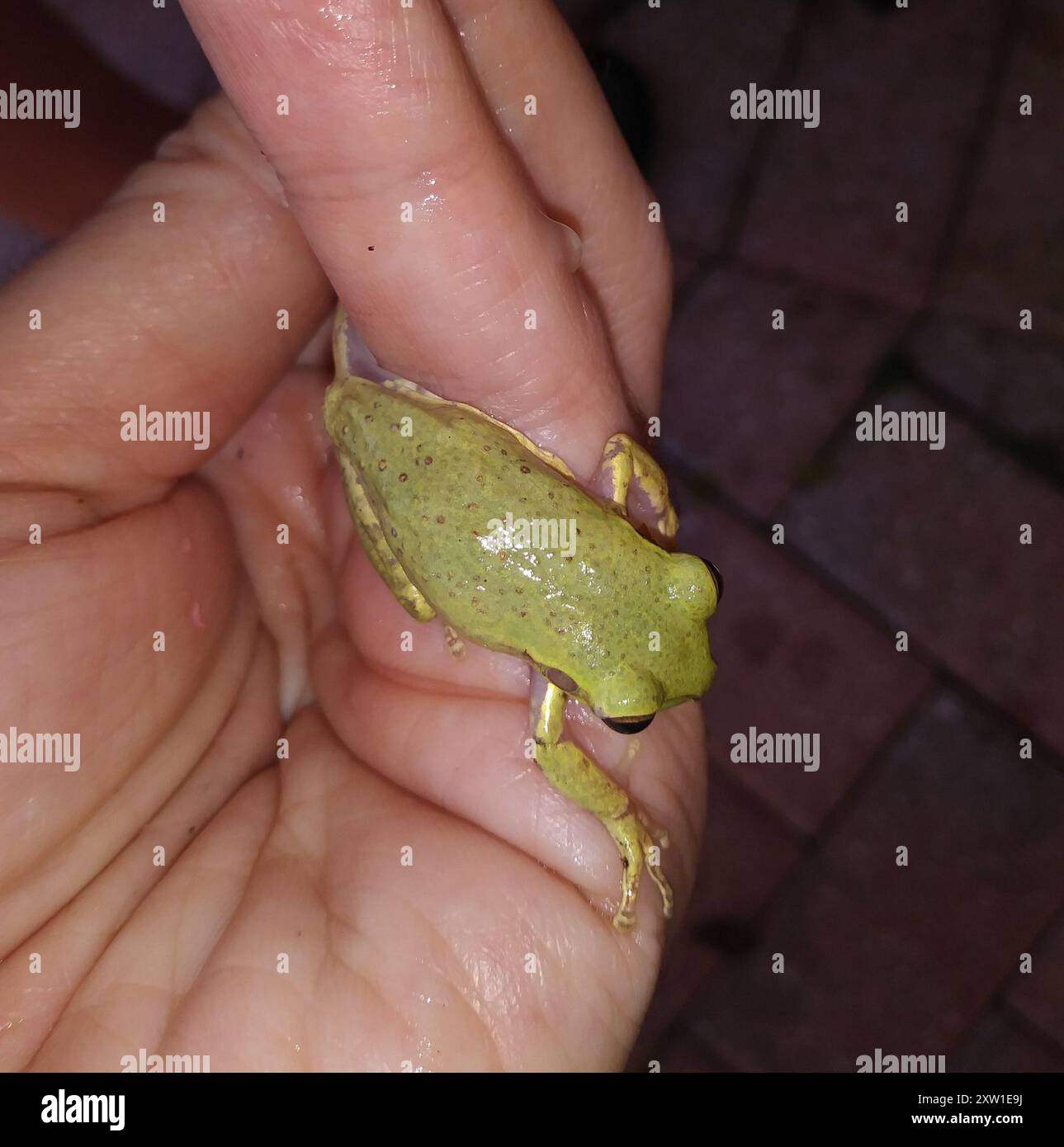 Cuban Tree Frog (Osteopilus septentrionalis) Amphibia Stock Photo - Alamy