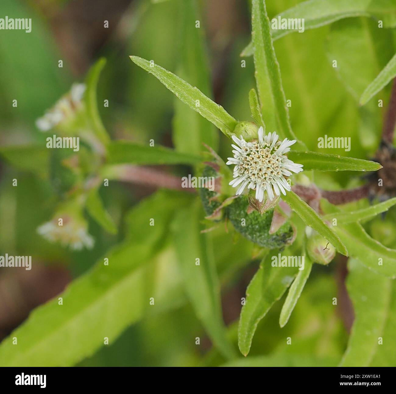 false daisy (Eclipta prostrata) Plantae Stock Photo - Alamy