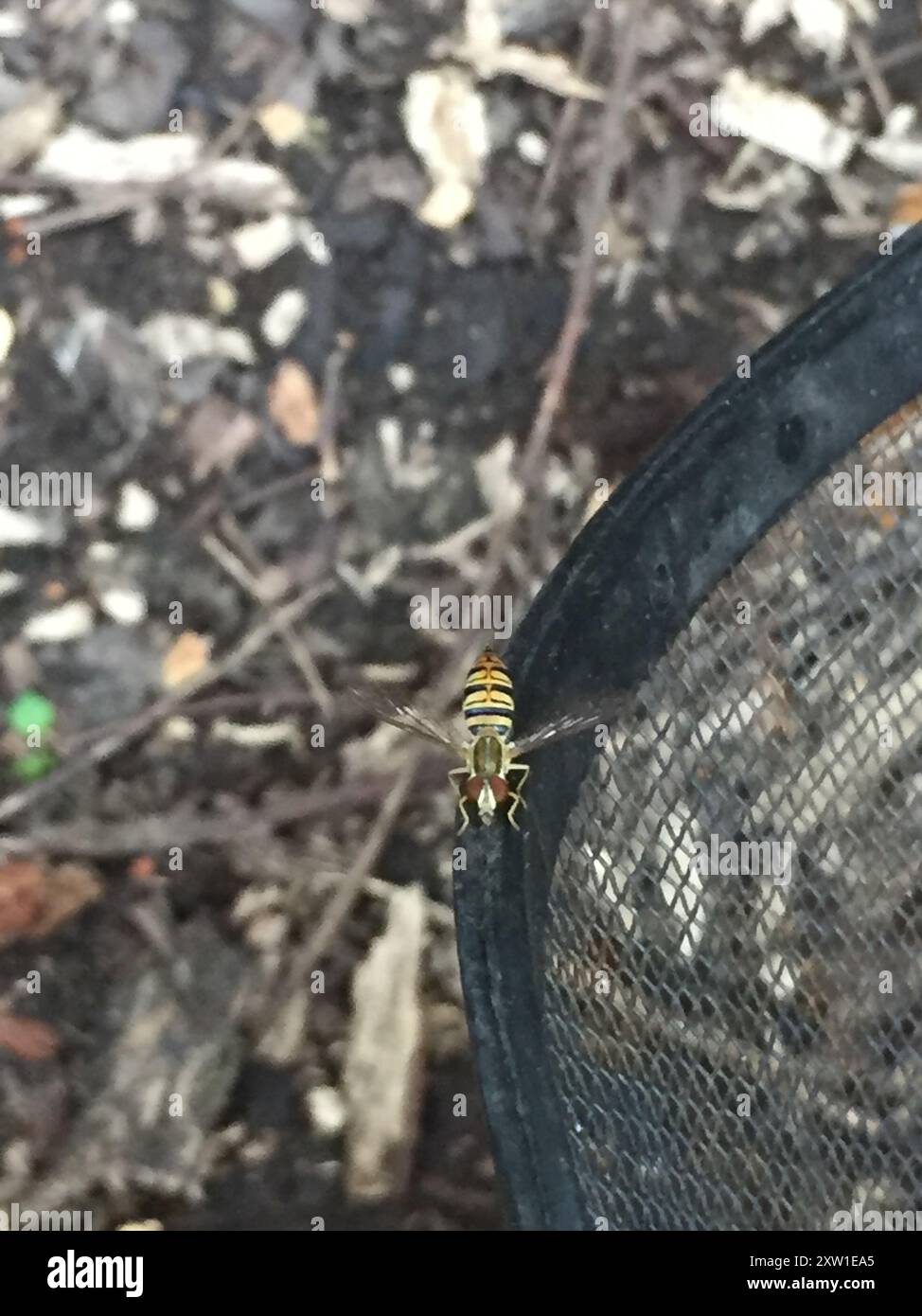 Maize Calligrapher (Toxomerus politus) Insecta Stock Photo - Alamy