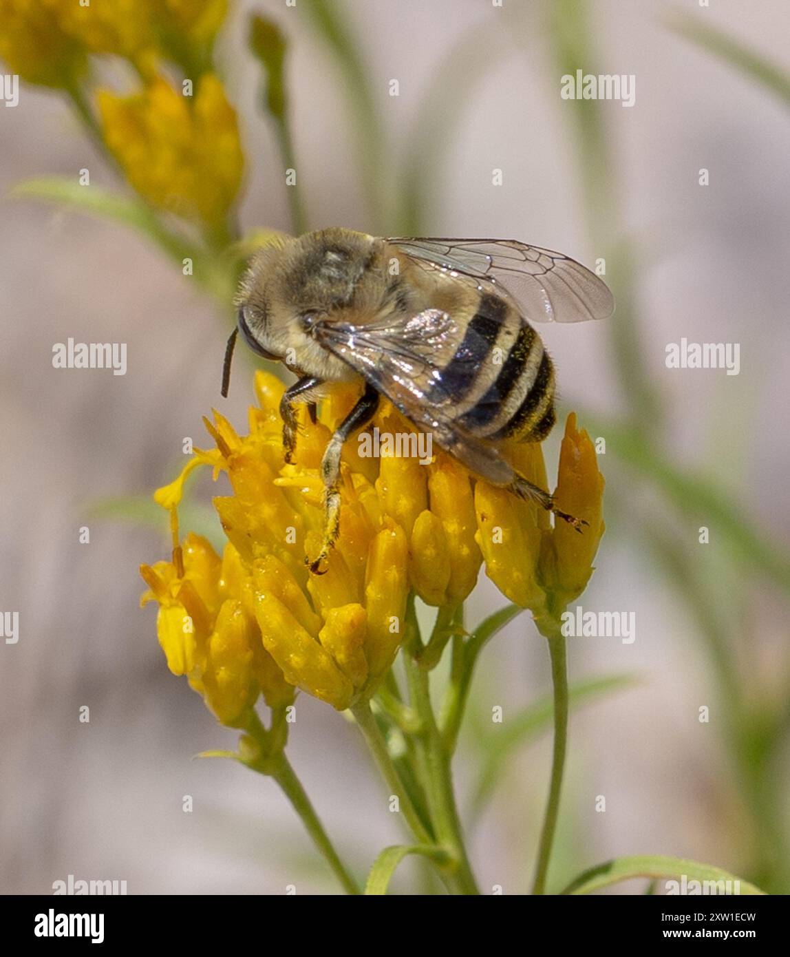 Urbane Digger Bee (Anthophora urbana) Insecta Stock Photo - Alamy