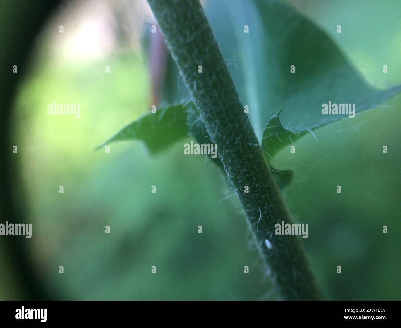 Spotted Hawkweed (Hieracium maculatum) Plantae Stock Photo - Alamy