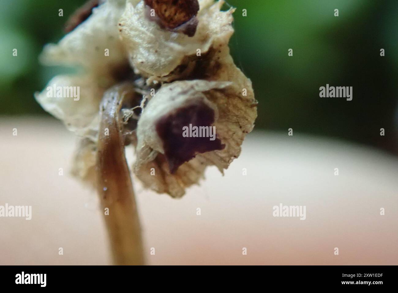 Narrow Mushroom-headed Liverwort (Marchantia quadrata) Plantae Stock ...
