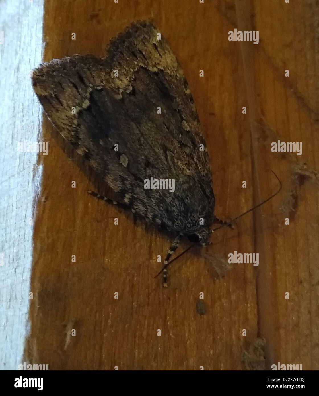 American Copper Underwing (Amphipyra pyramidoides) Insecta Stock Photo ...