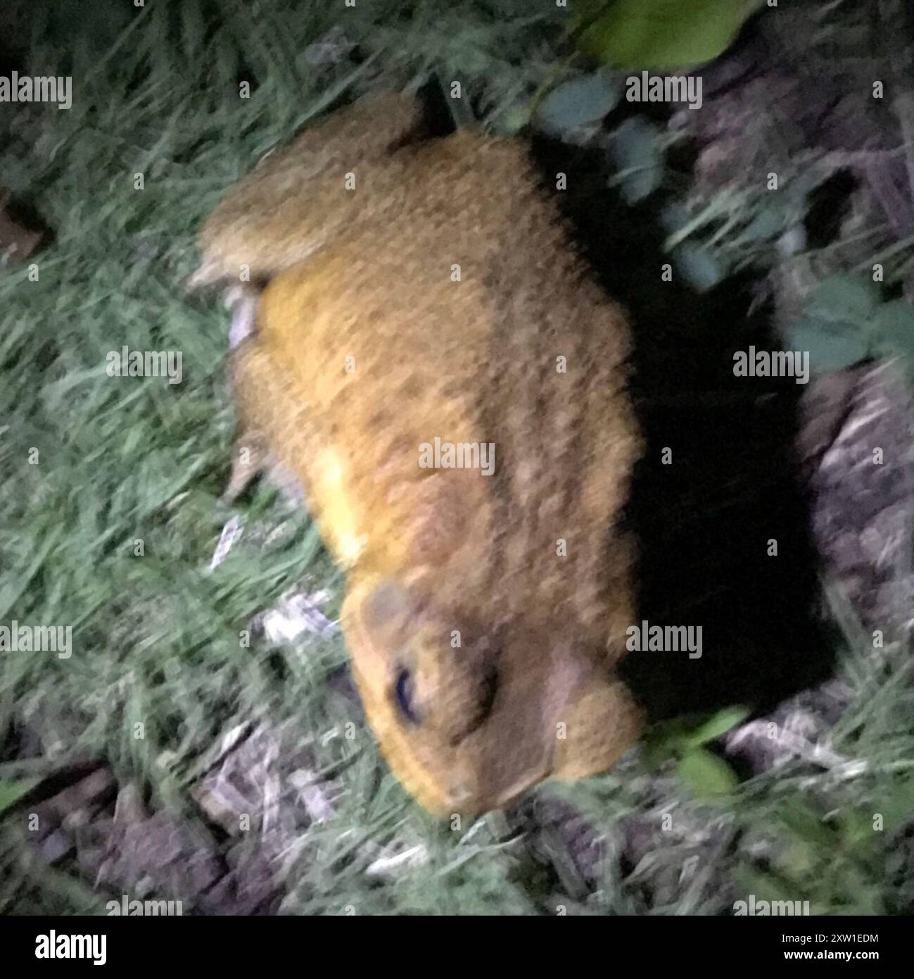 Cane Toad (Rhinella marina) Amphibia Stock Photo - Alamy