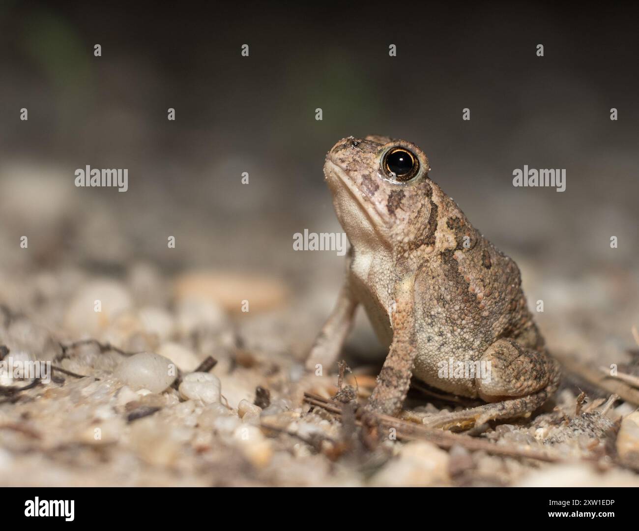 Fowler's Toad (Anaxyrus fowleri) Amphibia Stock Photo - Alamy