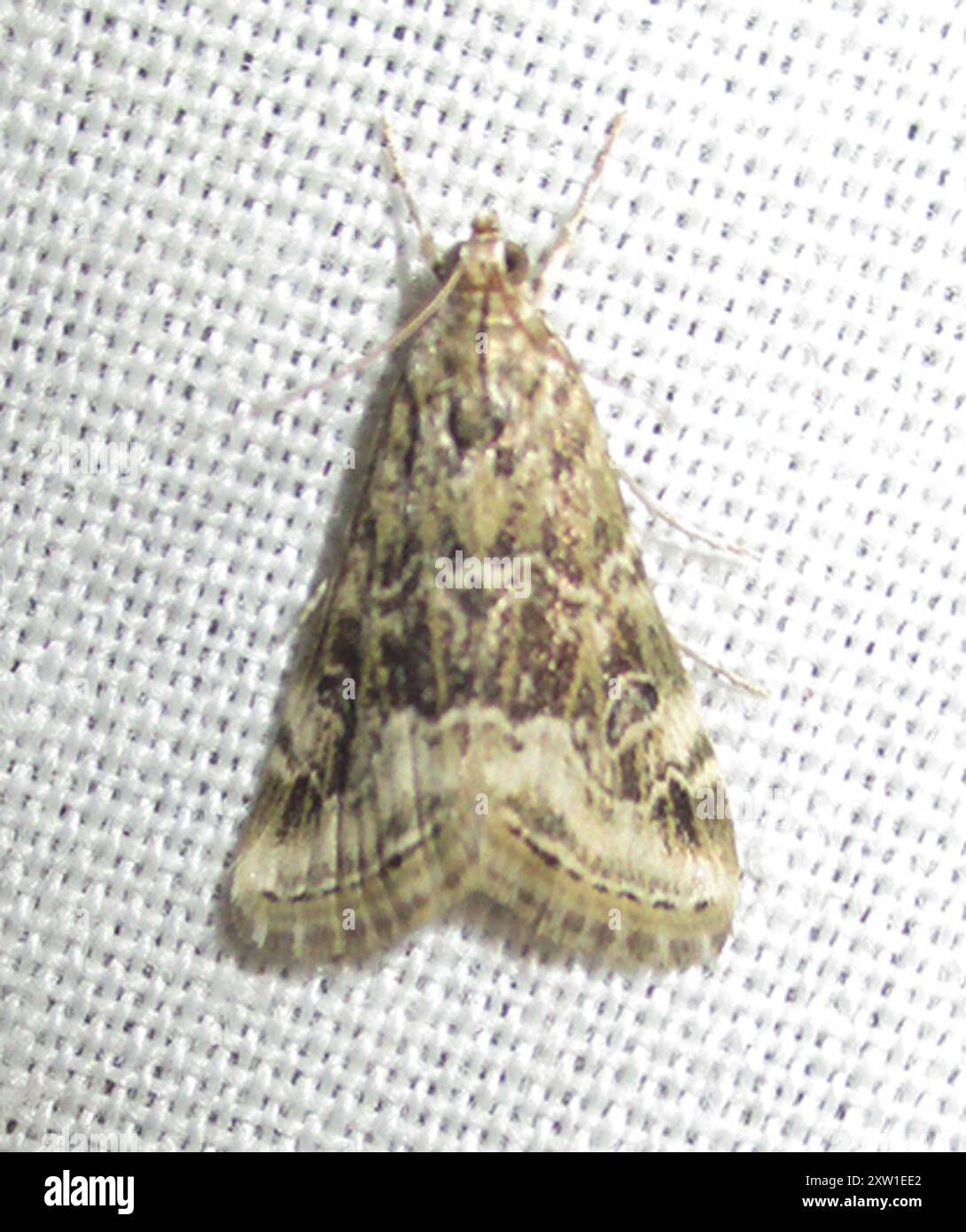 Old World Webworm (Hellula undalis) Insecta Stock Photo - Alamy