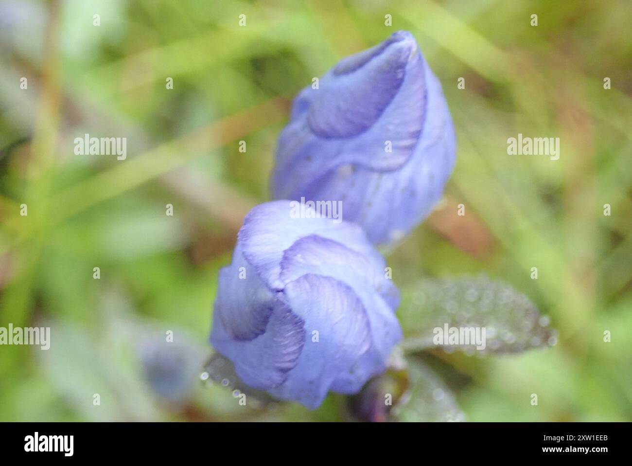 king's scepter gentian (Gentiana sceptrum) Plantae Stock Photo - Alamy