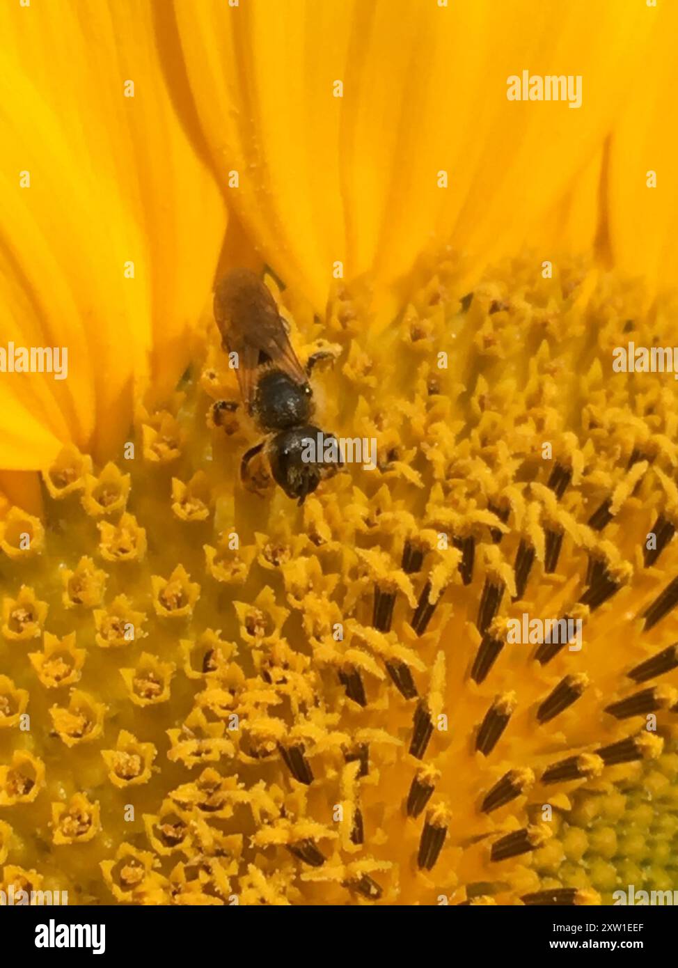 Furrow Bees (Halictus) Insecta Stock Photo - Alamy