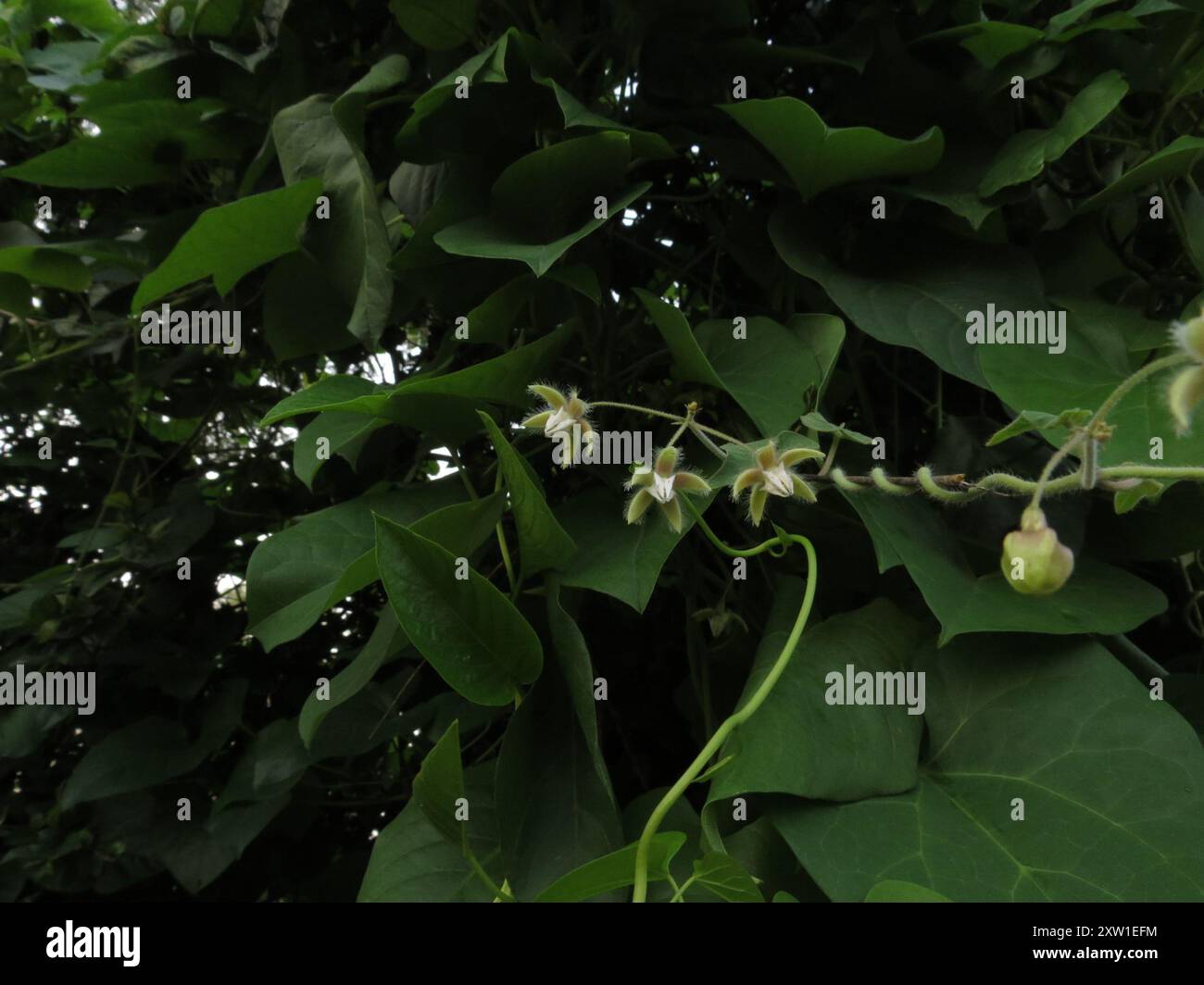 Trellis-vine (Pergularia daemia) Plantae Stock Photo - Alamy