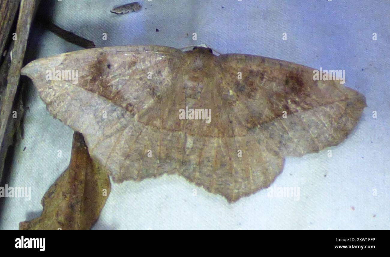 Curved-toothed Geometer Moth (Eutrapela clemataria) Insecta Stock Photo ...