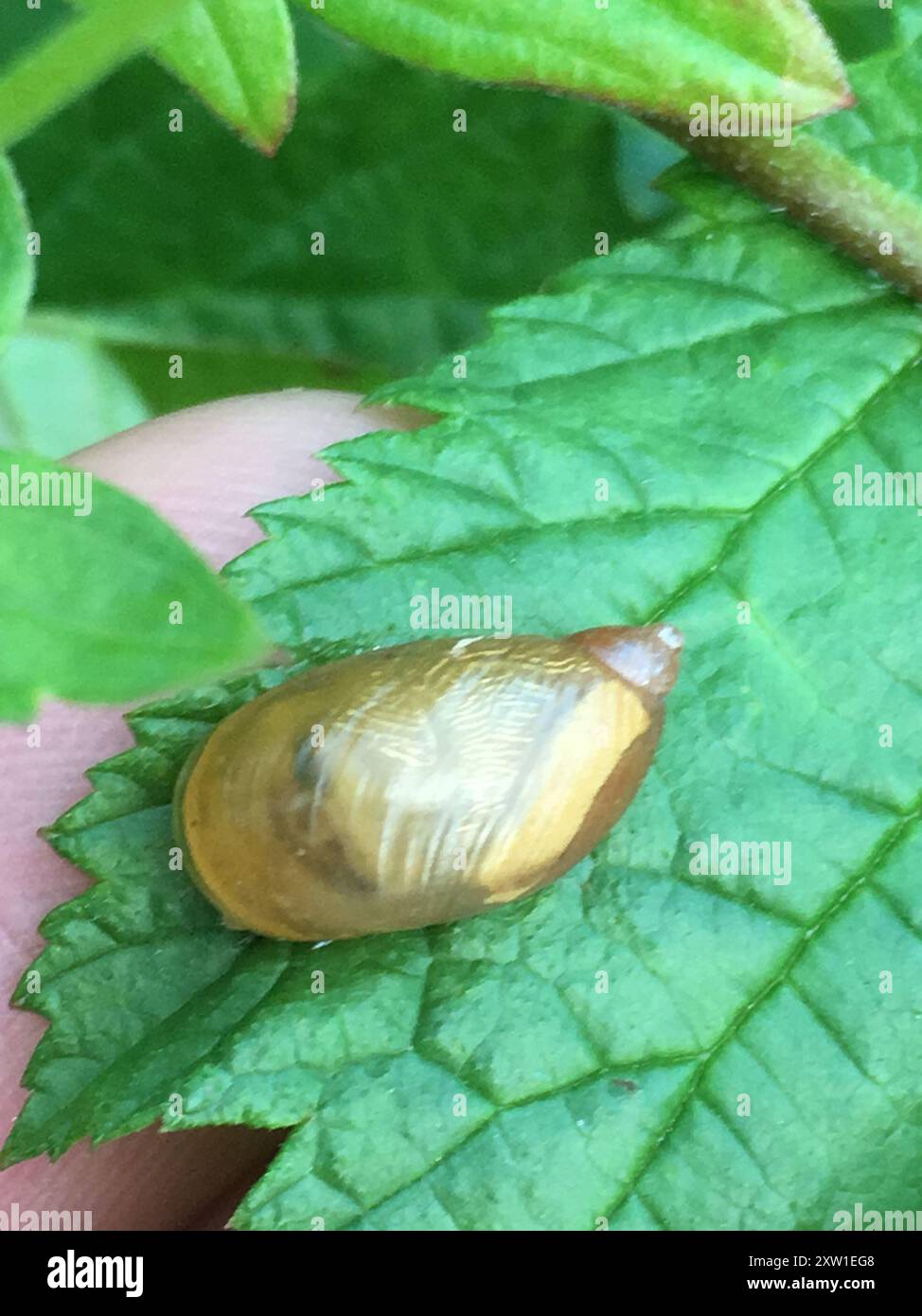 Common European Ambersnail (Succinea putris) Mollusca Stock Photo - Alamy