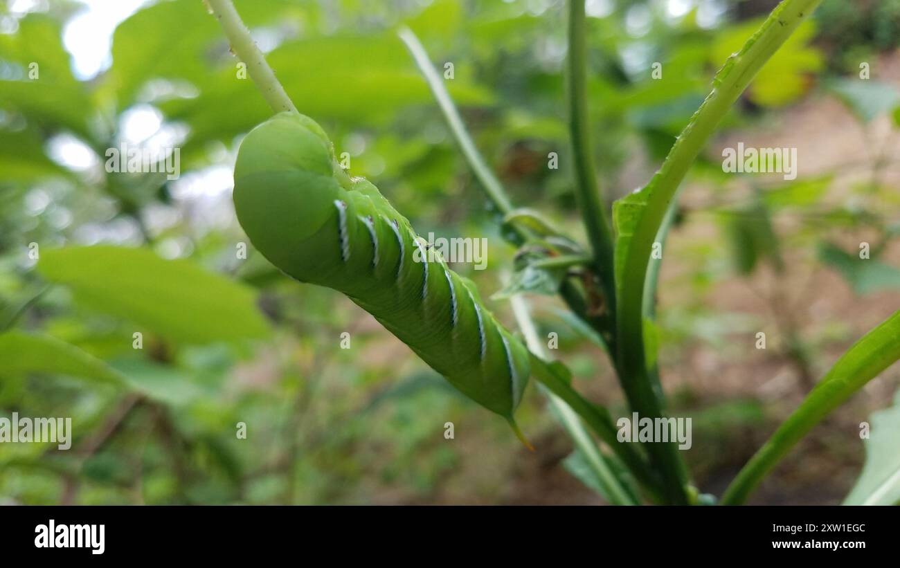 Carolina Sphinx (Manduca sexta) Insecta Stock Photo - Alamy