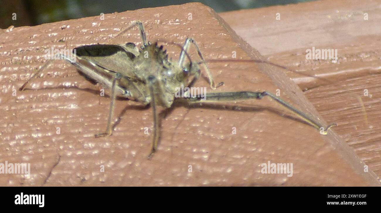 North American Wheel Bug (Arilus cristatus) Insecta Stock Photo - Alamy