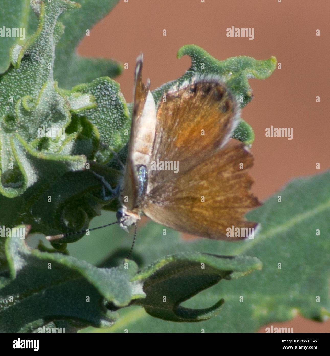 Western Pygmy-Blue (Brephidium exilis) Insecta Stock Photo - Alamy