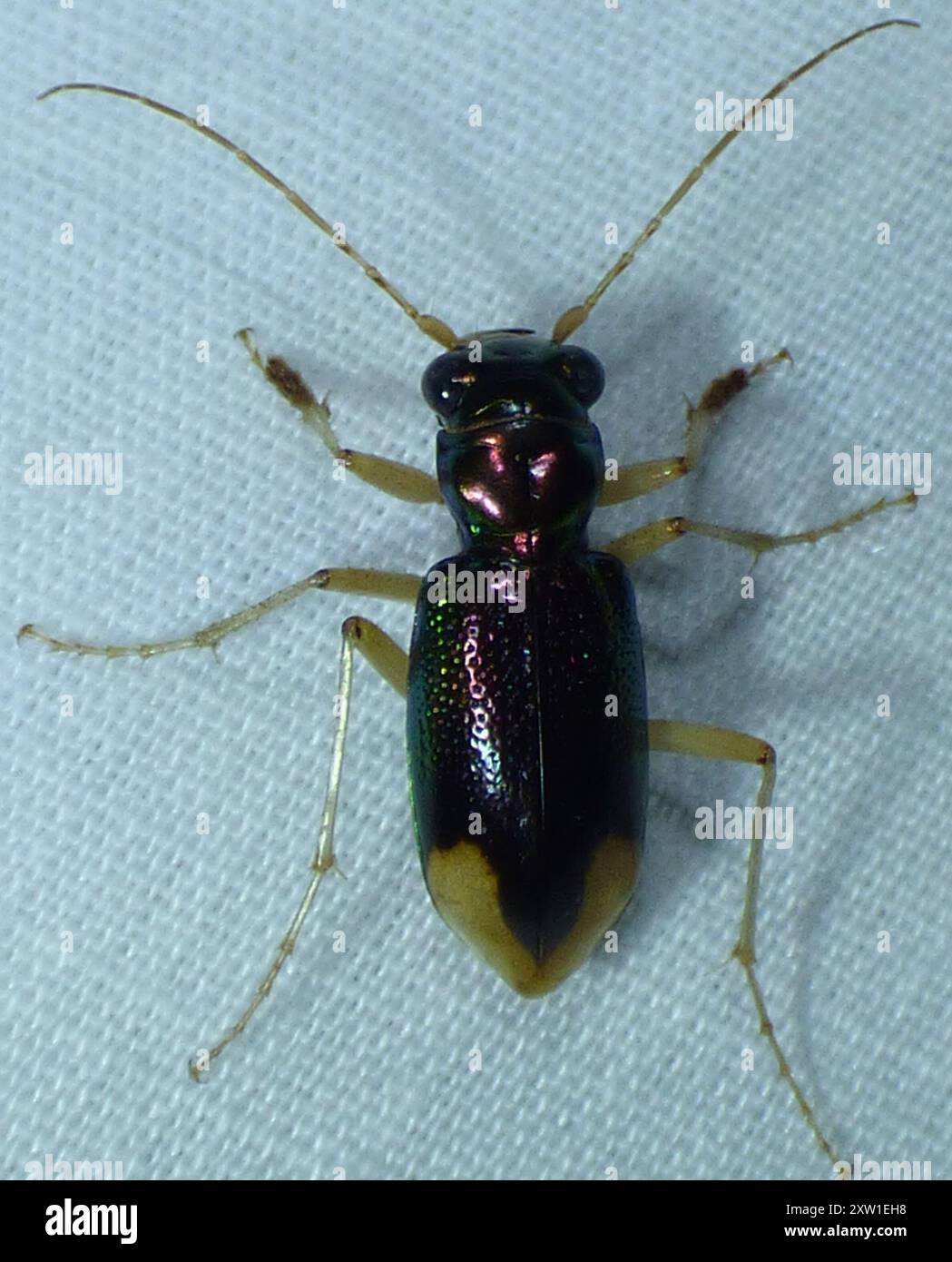 Carolina Metallic Tiger Beetle (Tetracha carolina) Insecta Stock Photo ...