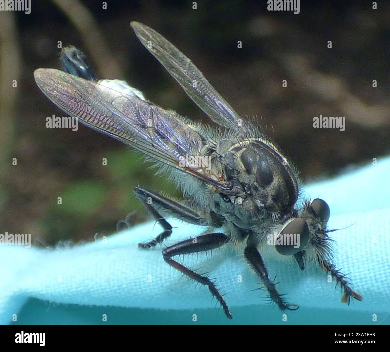 Northeastern Hammertail (Efferia aestuans) Insecta Stock Photo - Alamy