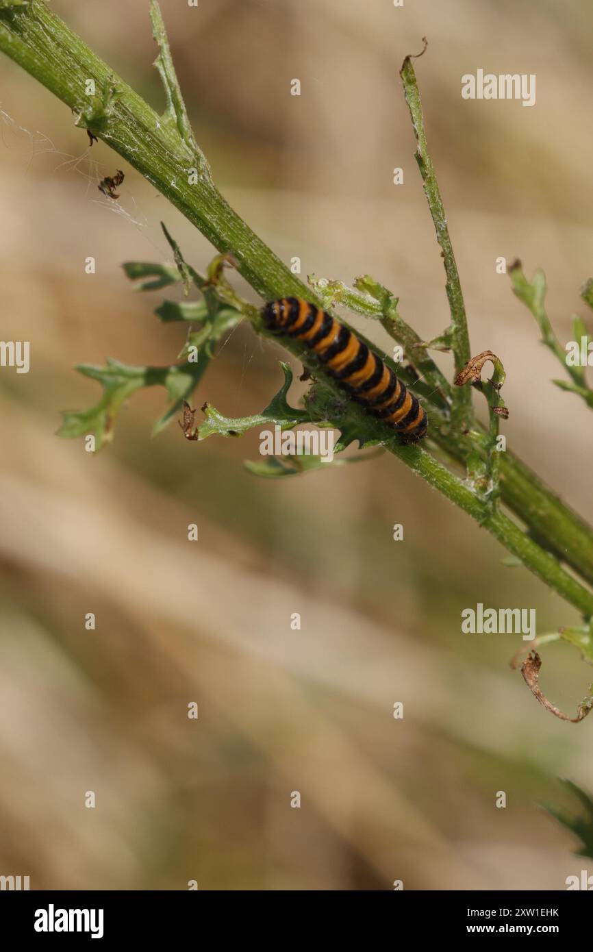 Cinnabar moth (Tyria jacobaeae) Insecta Stock Photo - Alamy