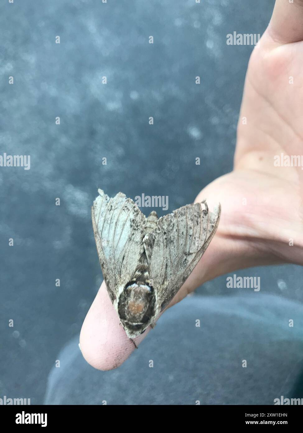 Ceratomia catalpae hi-res stock photography and images - Alamy