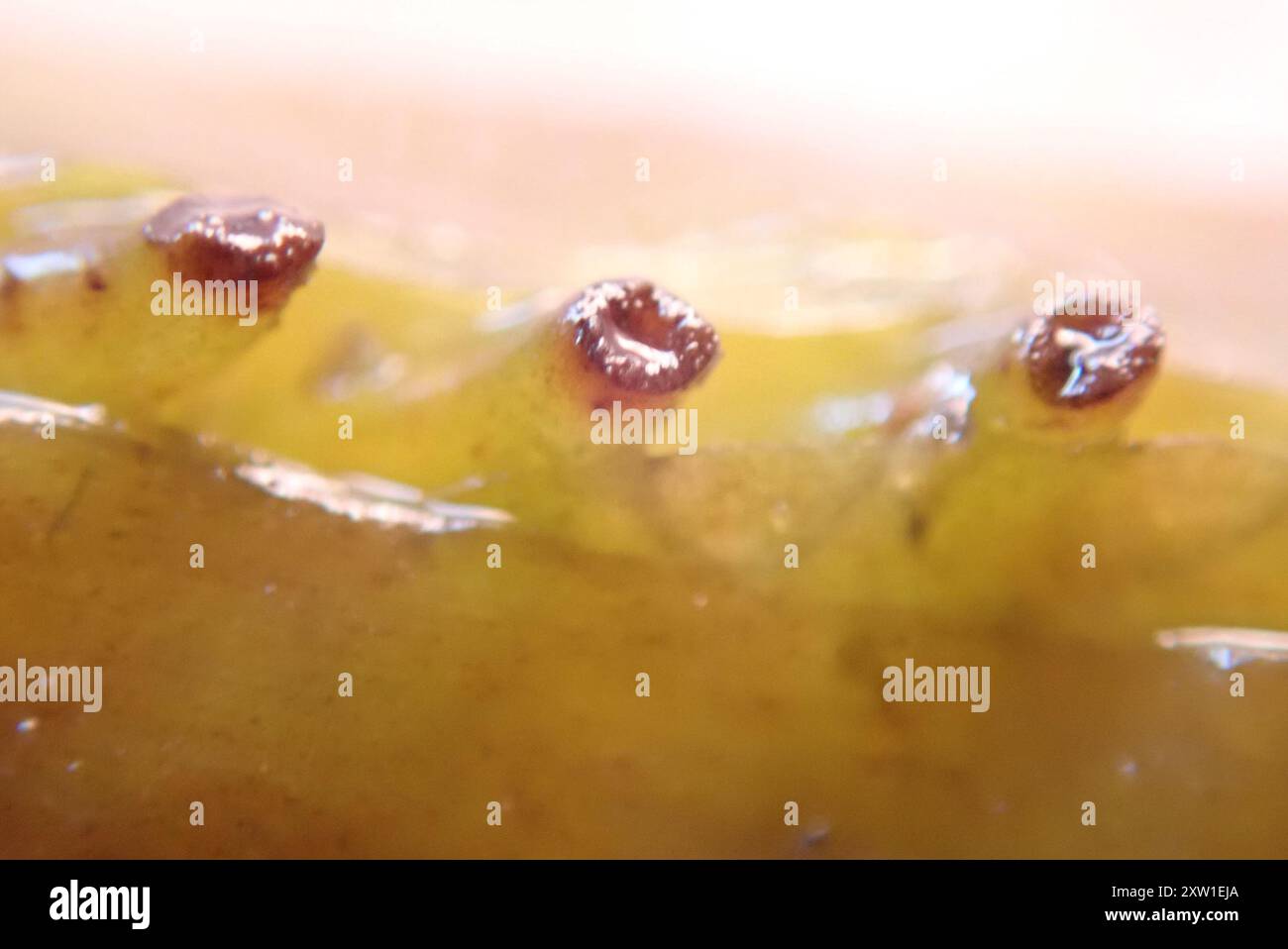 surfgrasses (Phyllospadix) Plantae Stock Photo - Alamy