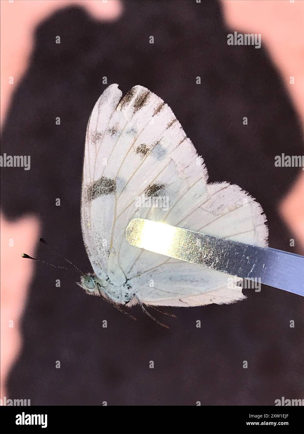 Checkered White (Pontia protodice) Insecta Stock Photo - Alamy