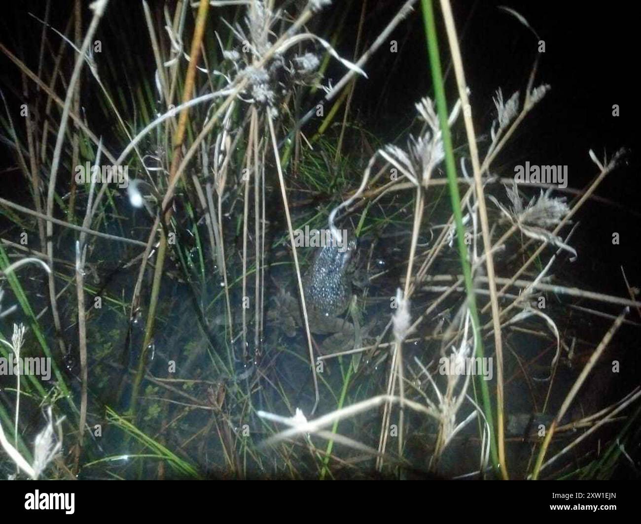 Raucous Toad (Sclerophrys capensis) Amphibia Stock Photo - Alamy