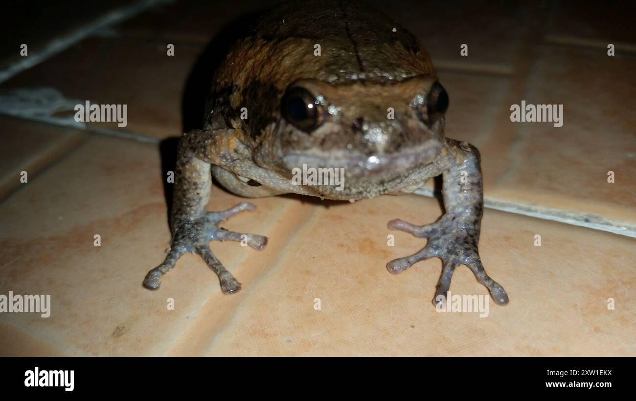 Asian Painted Frog (Kaloula pulchra) Amphibia Stock Photo - Alamy