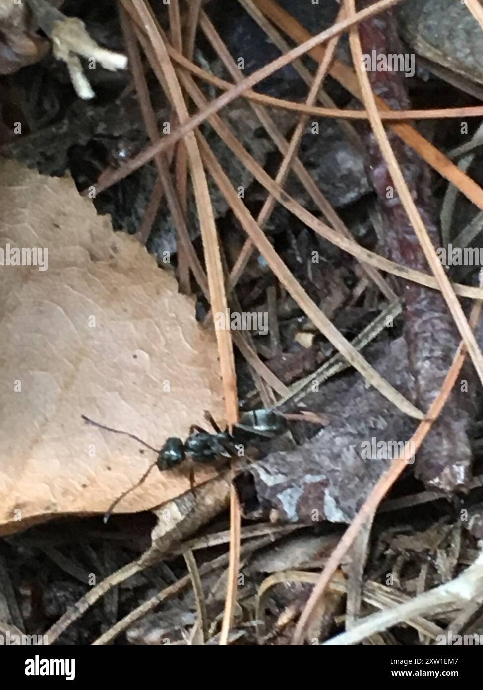 Wood, Mound, and Field Ants (Formica) Insecta Stock Photo - Alamy