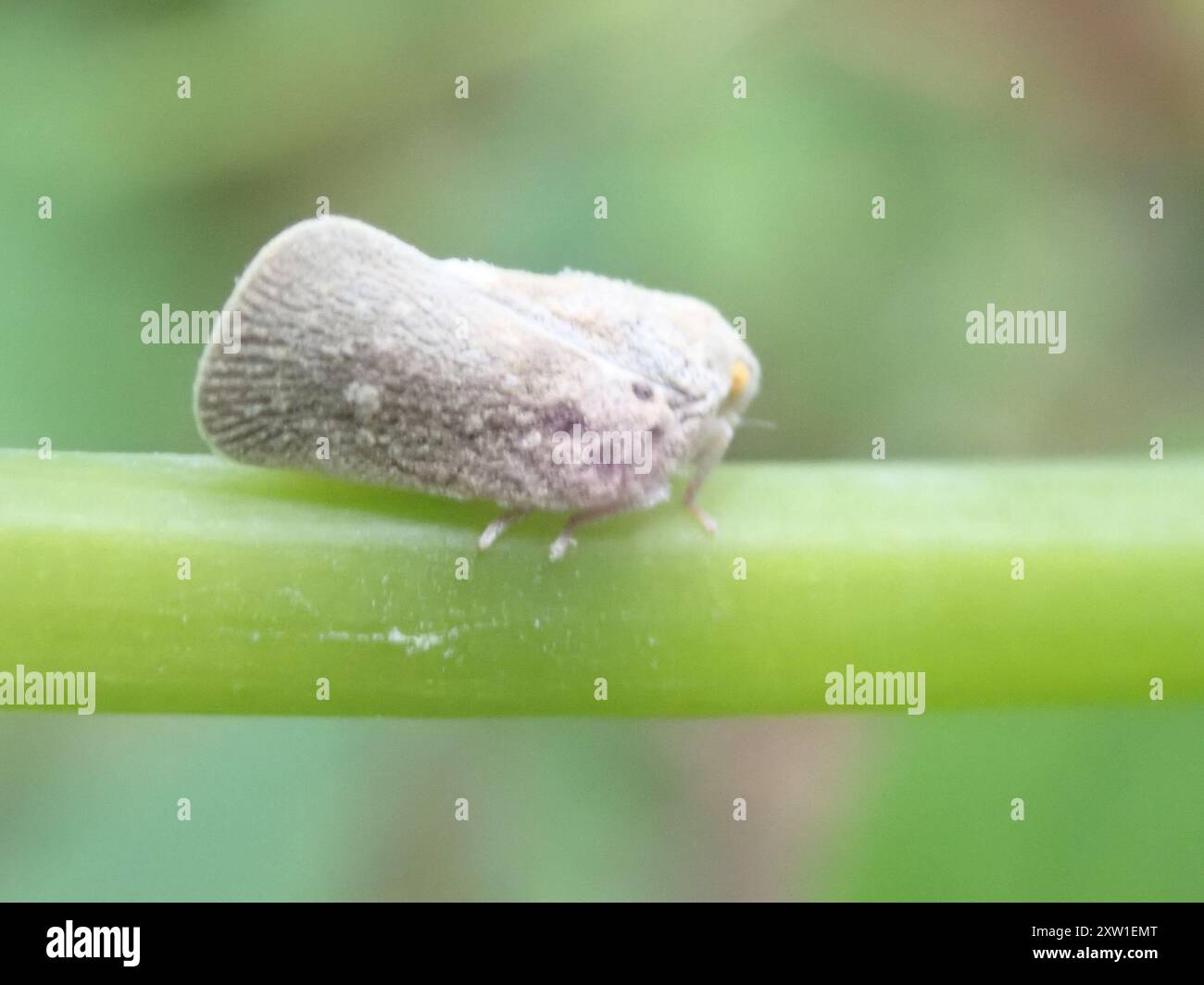 Citrus Flatid Planthopper (Metcalfa pruinosa) Insecta Stock Photo - Alamy