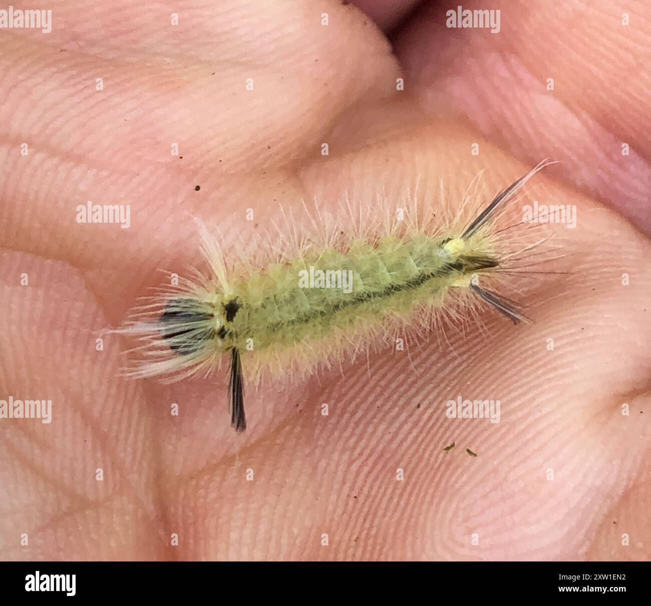 Banded Tussock Moth (Halysidota tessellaris) Insecta Stock Photo - Alamy
