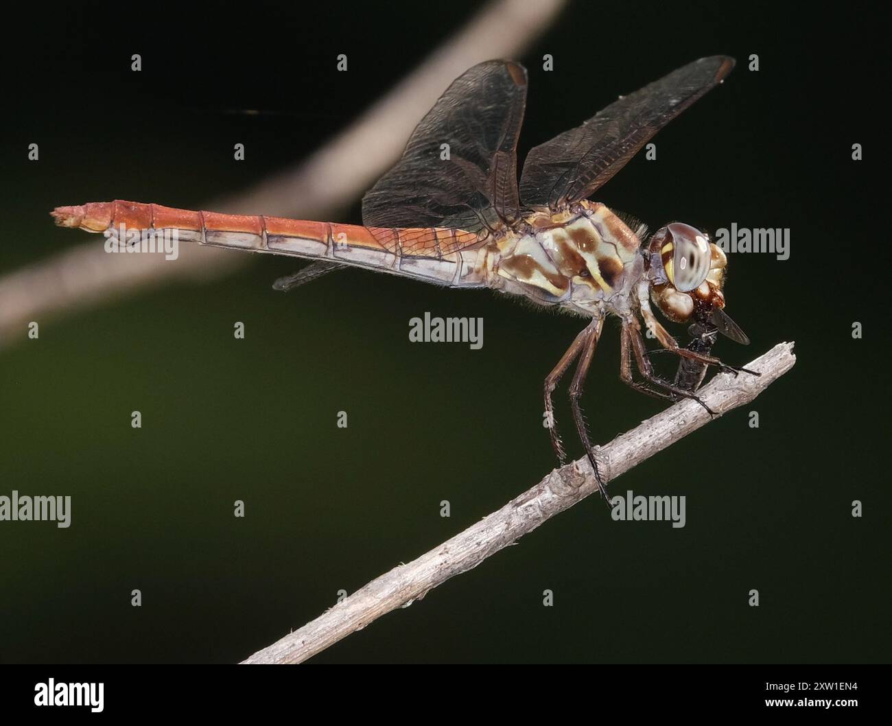 Roseate Skimmer (Orthemis ferruginea) Insecta Stock Photo - Alamy