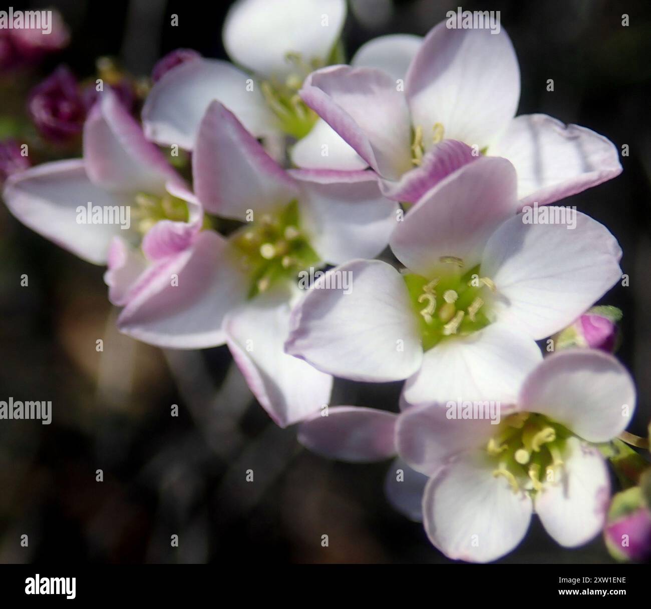 Tree Sunsorrel (Heliophila glauca) Plantae Stock Photo - Alamy